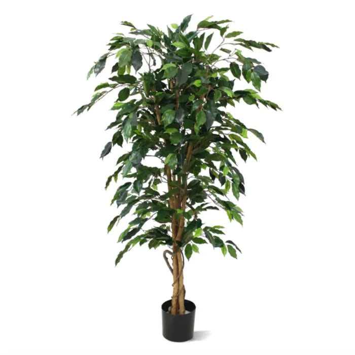 Ficus Benjamini 150 cm – Prato Sintetico Italia